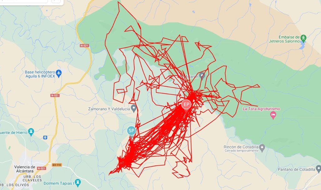 Siguiendo el vuelo del primilla: Emisores GPS revelan sus secretos - Dema